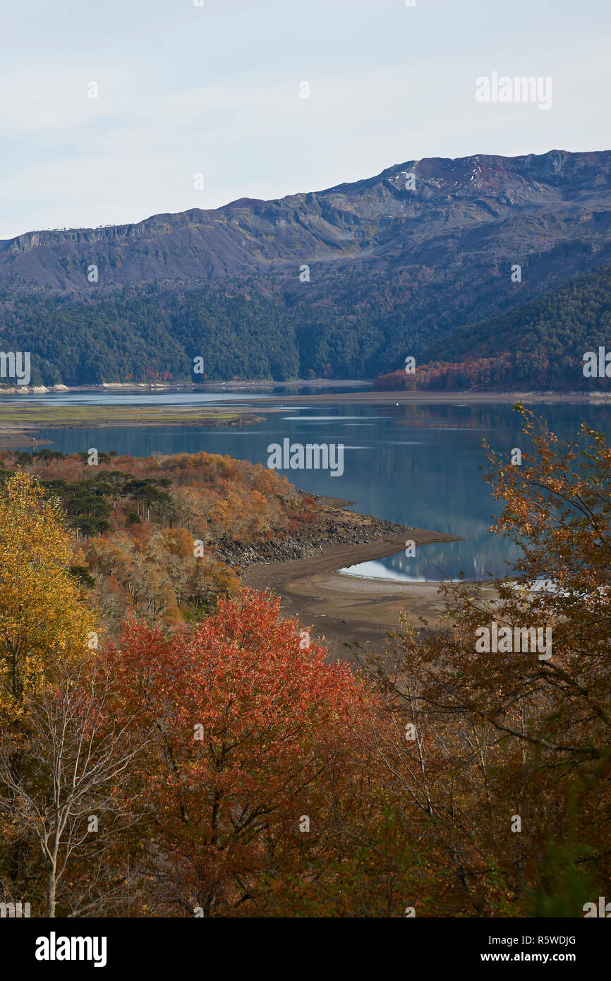 Conguillio National Park in southern Chile. Lake shore of Lago ...