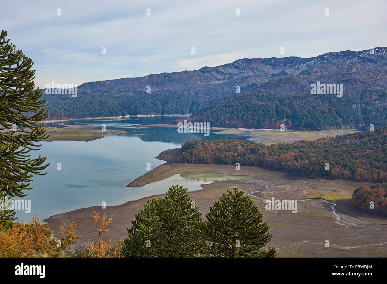 Conguillio National Park in southern Chile. Lake shore of Lago ...