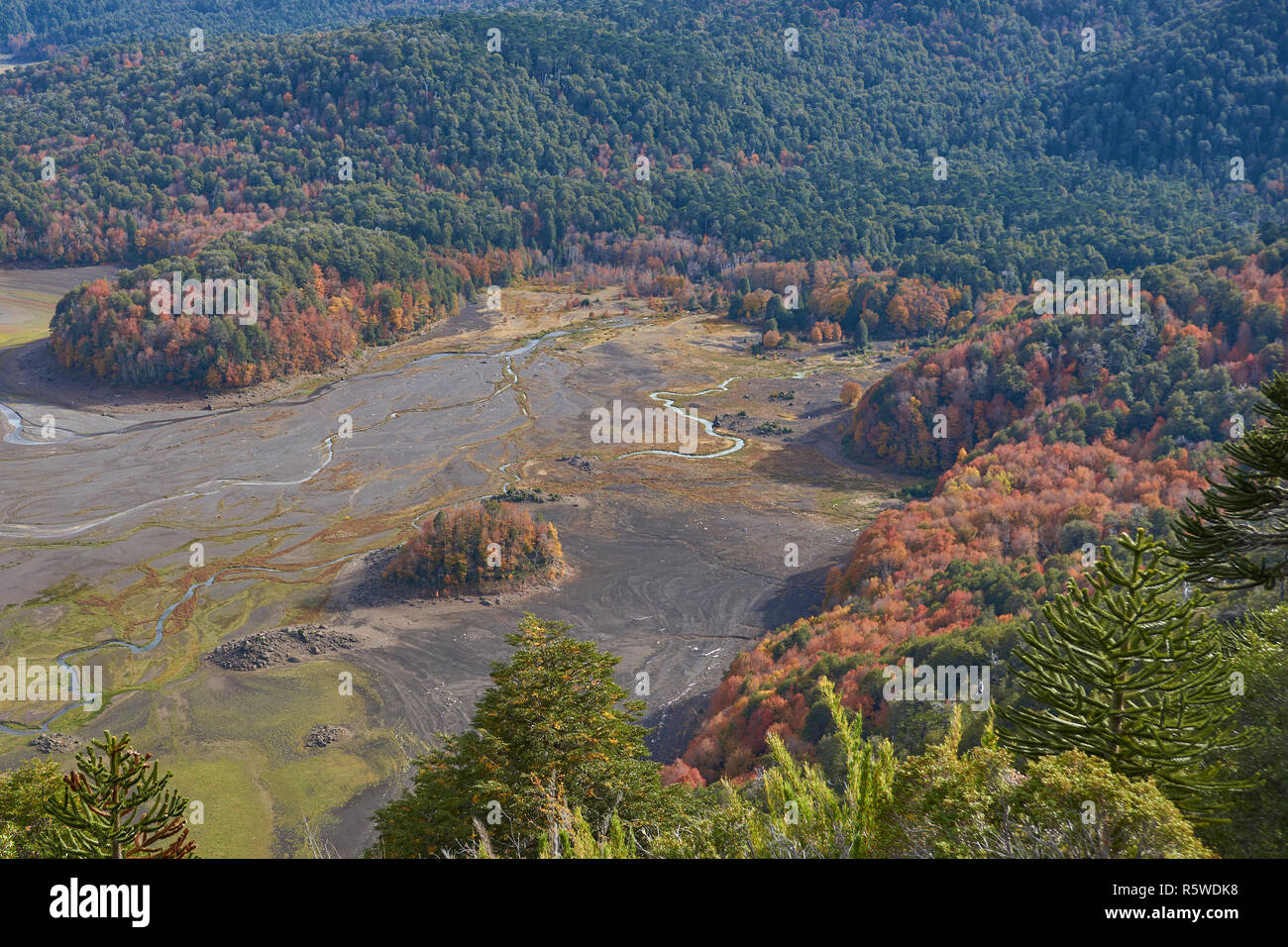 Conguillio National Park in southern Chile. Lake shore of Lago ...