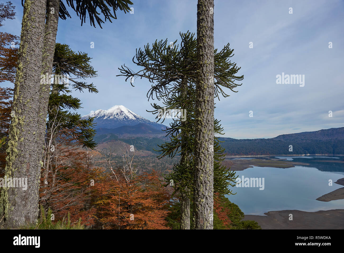 Snow capped peak of Volcano Llaima (3125 meters) in Conguillio National ...