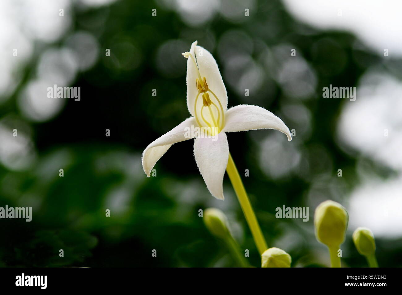Cyprus wild flower hi-res stock photography and images - Alamy