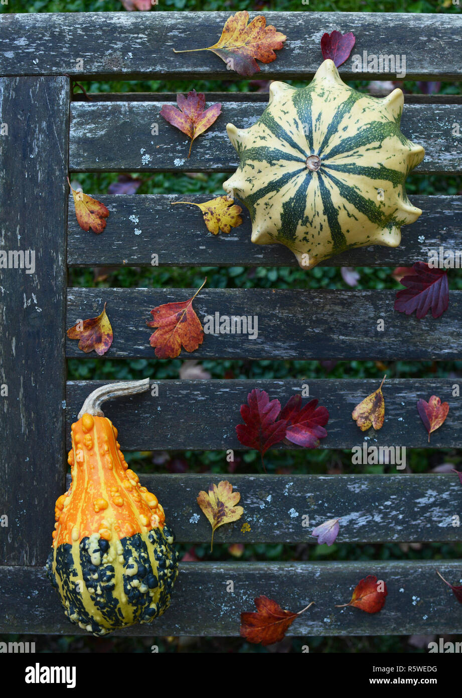 Crown of Thorns and pear-shaped gourd on weathered bench Stock Photo ...