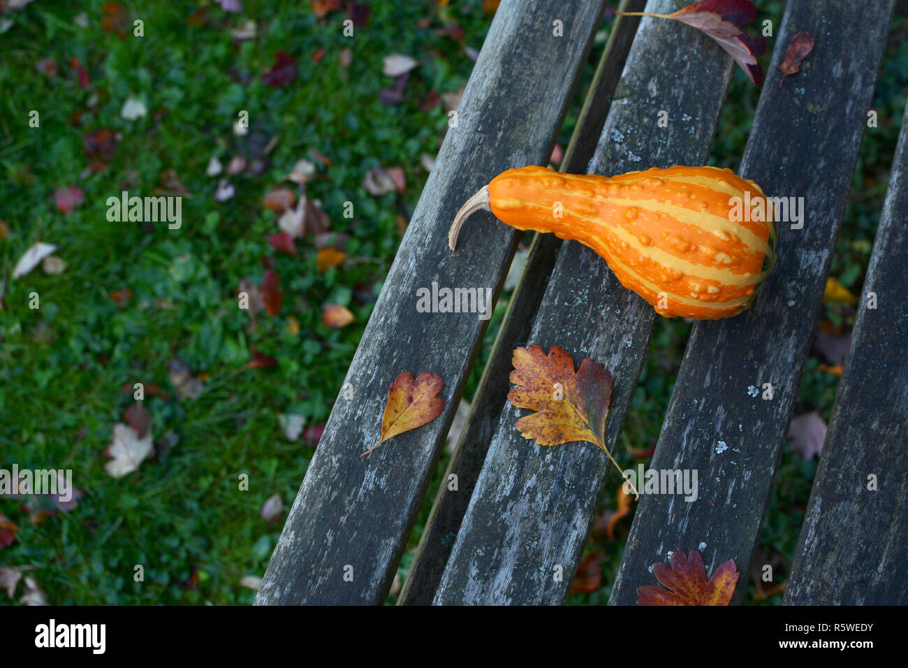 Pear shaped leaves hi-res stock photography and images - Alamy