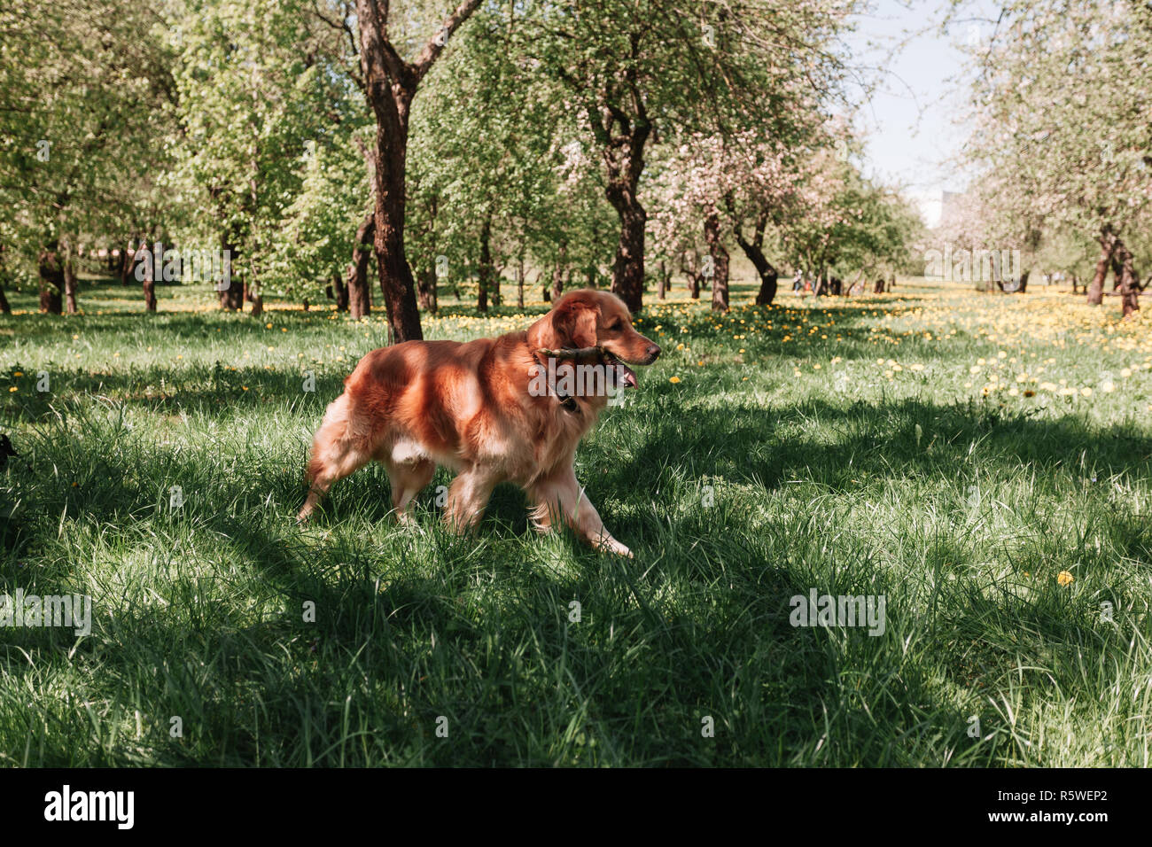 Setter stick hi-res stock photography and images - Alamy