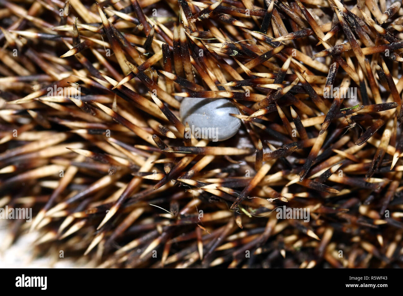 Gesundheitsgefa hrdend hi-res stock photography and images - Alamy