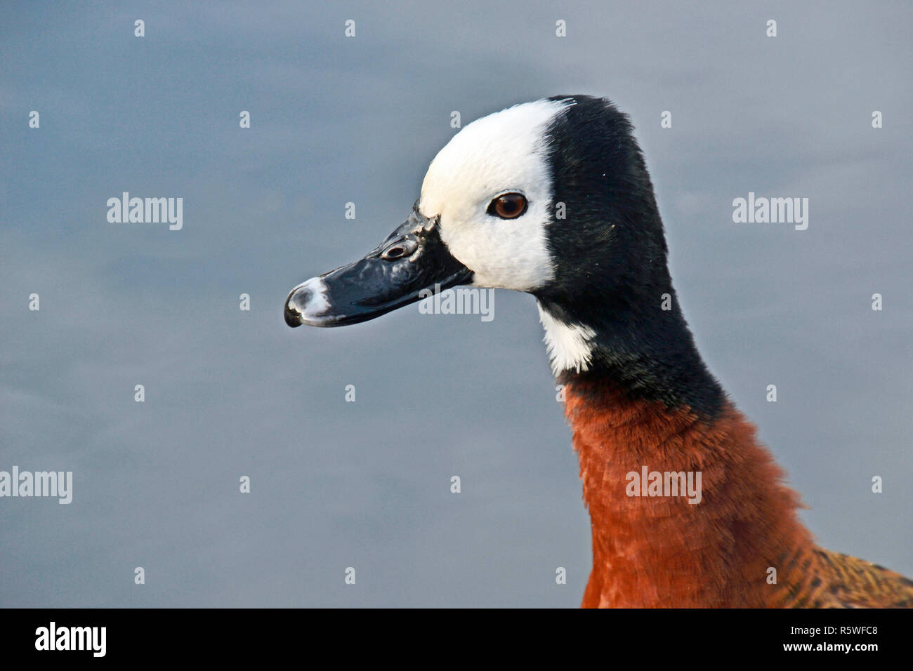White-faced whistling ducks at the WWT London Wetland Centre, Queen ...