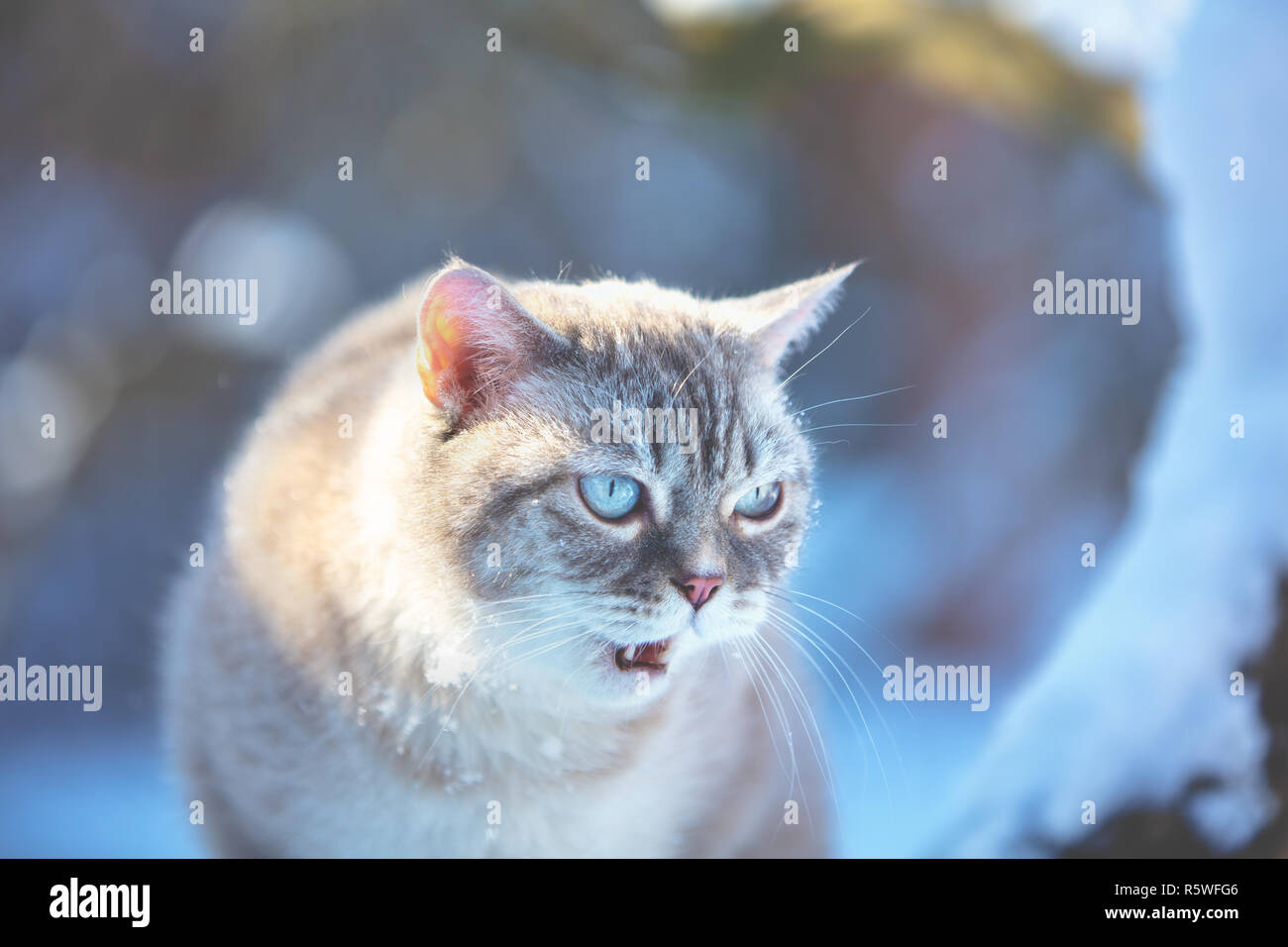 Cat mew hi-res stock photography and images - Alamy