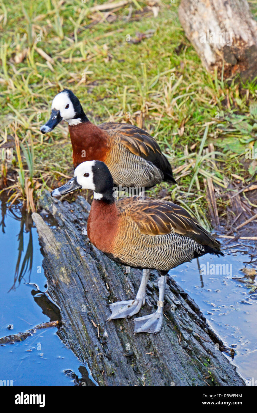White-faced whistling ducks at the WWT London Wetland Centre, Queen ...