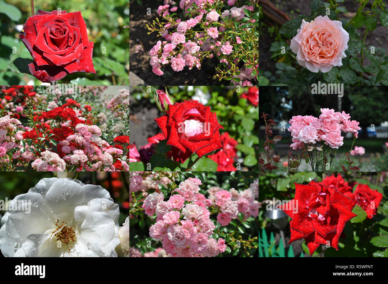 Different Types Of White Roses