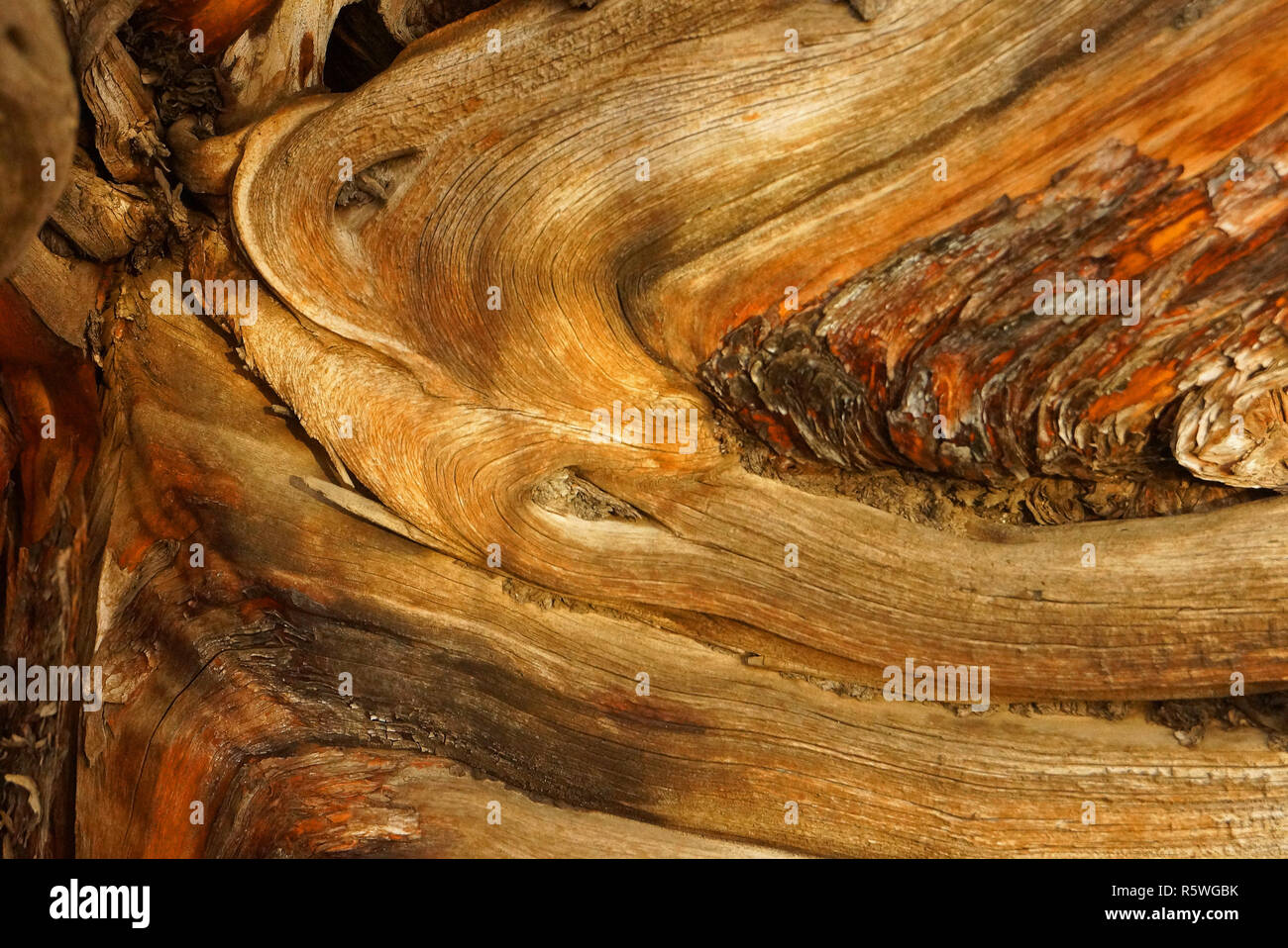 Juniper soft hi-res stock photography and images - Alamy