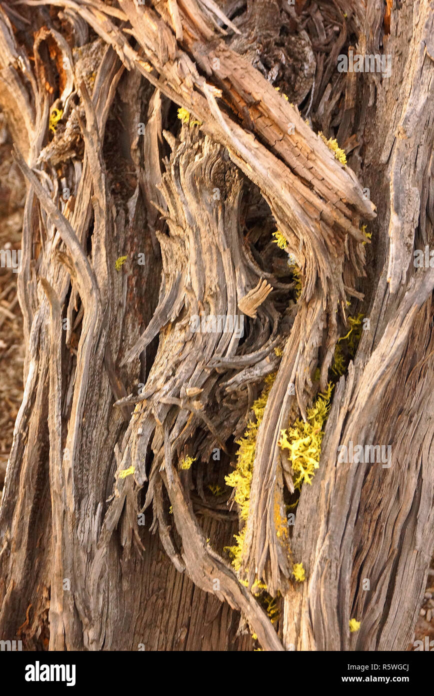 Juniper soft hi-res stock photography and images - Alamy