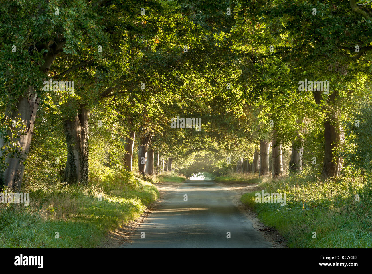 Tree arches over a country lane Stock Photo - Alamy