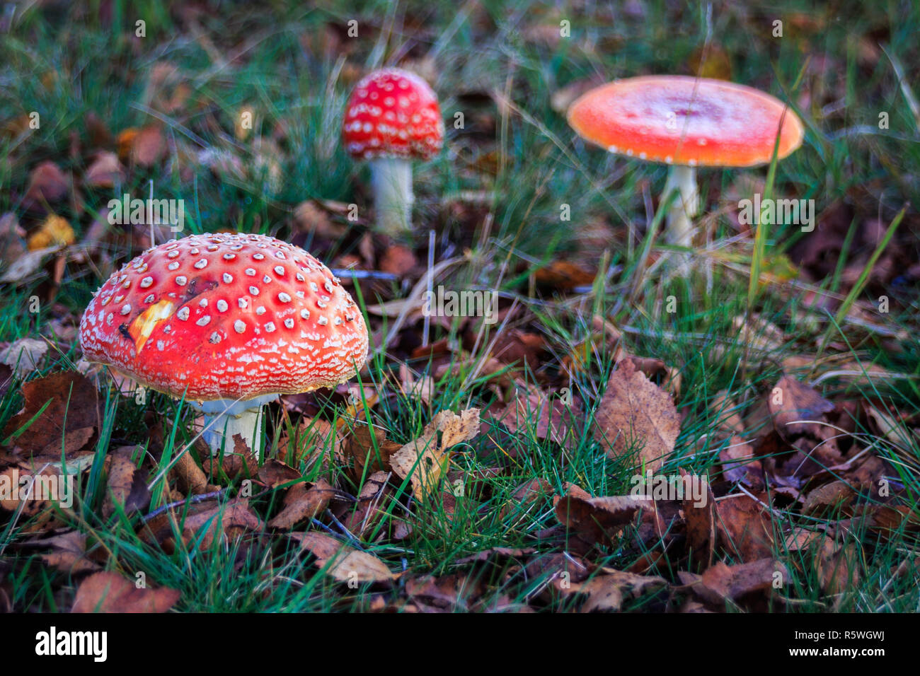 Group of red and white toadstools hi-res stock photography and images ...