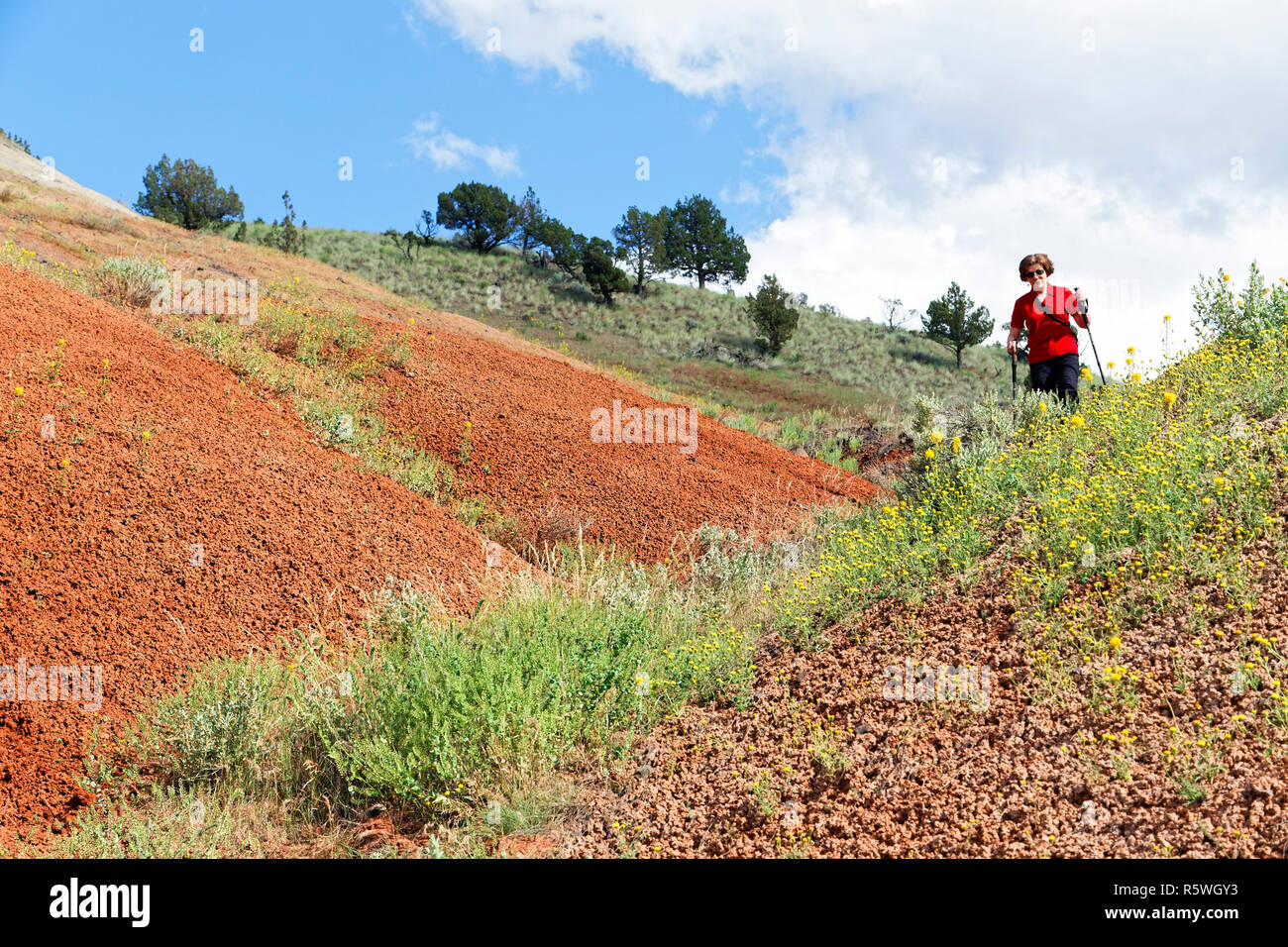 42,887.03081 woman hiking among yellow Golden Bee Plants (Cleome ...