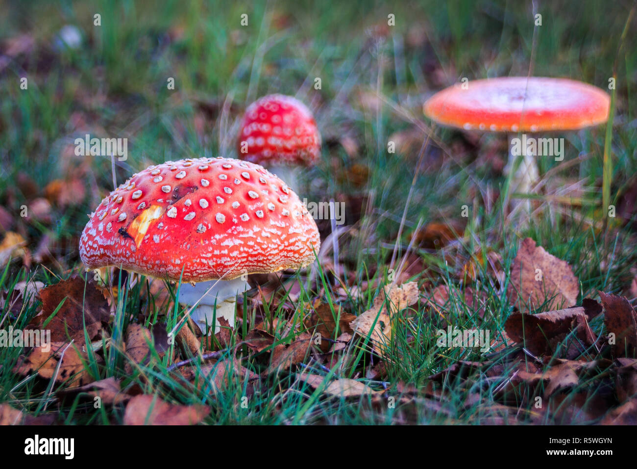 group of three toadstools Stock Photo - Alamy