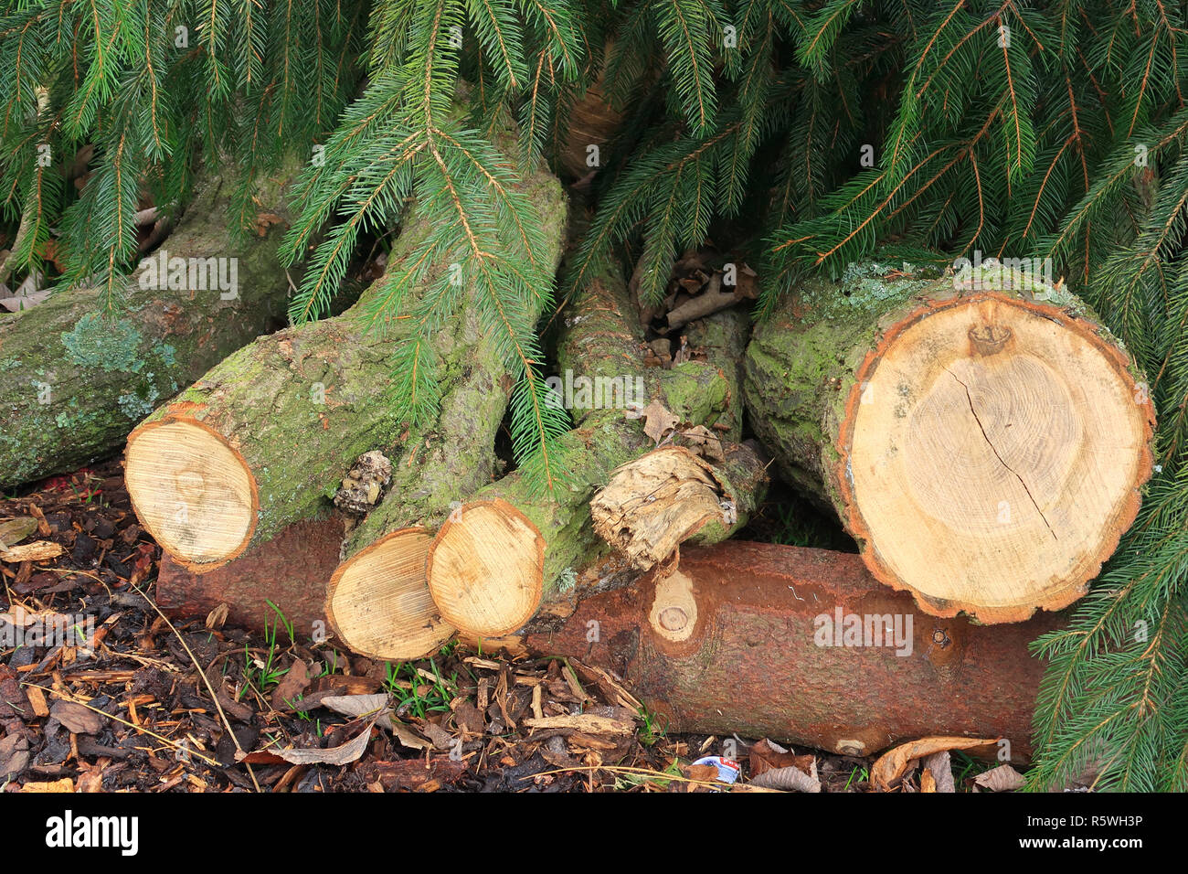Logs of wood under a christmas tree Stock Photo - Alamy
