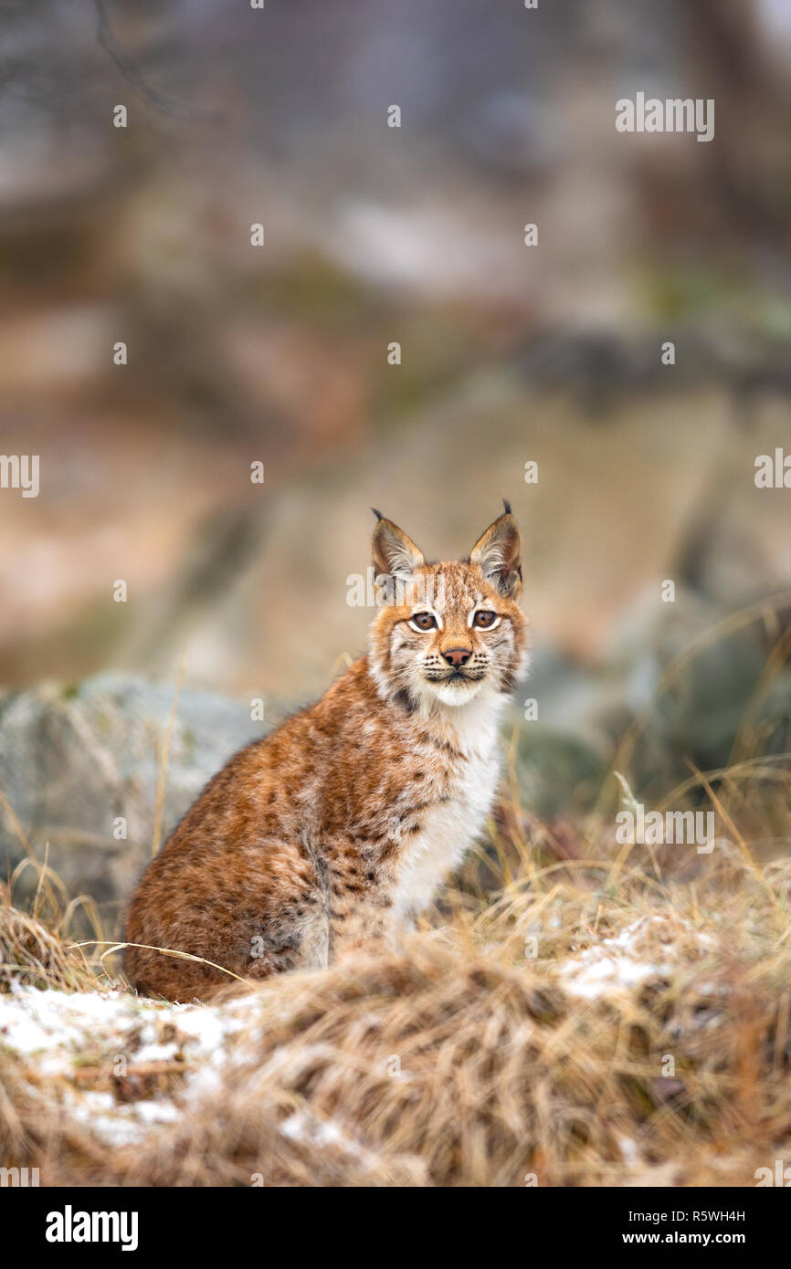 Young eurasian lynx sits in the grass at winter Stock Photo - Alamy