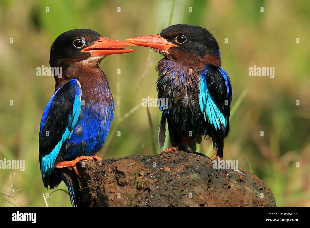 Two animals bird hi-res stock photography and images - Alamy