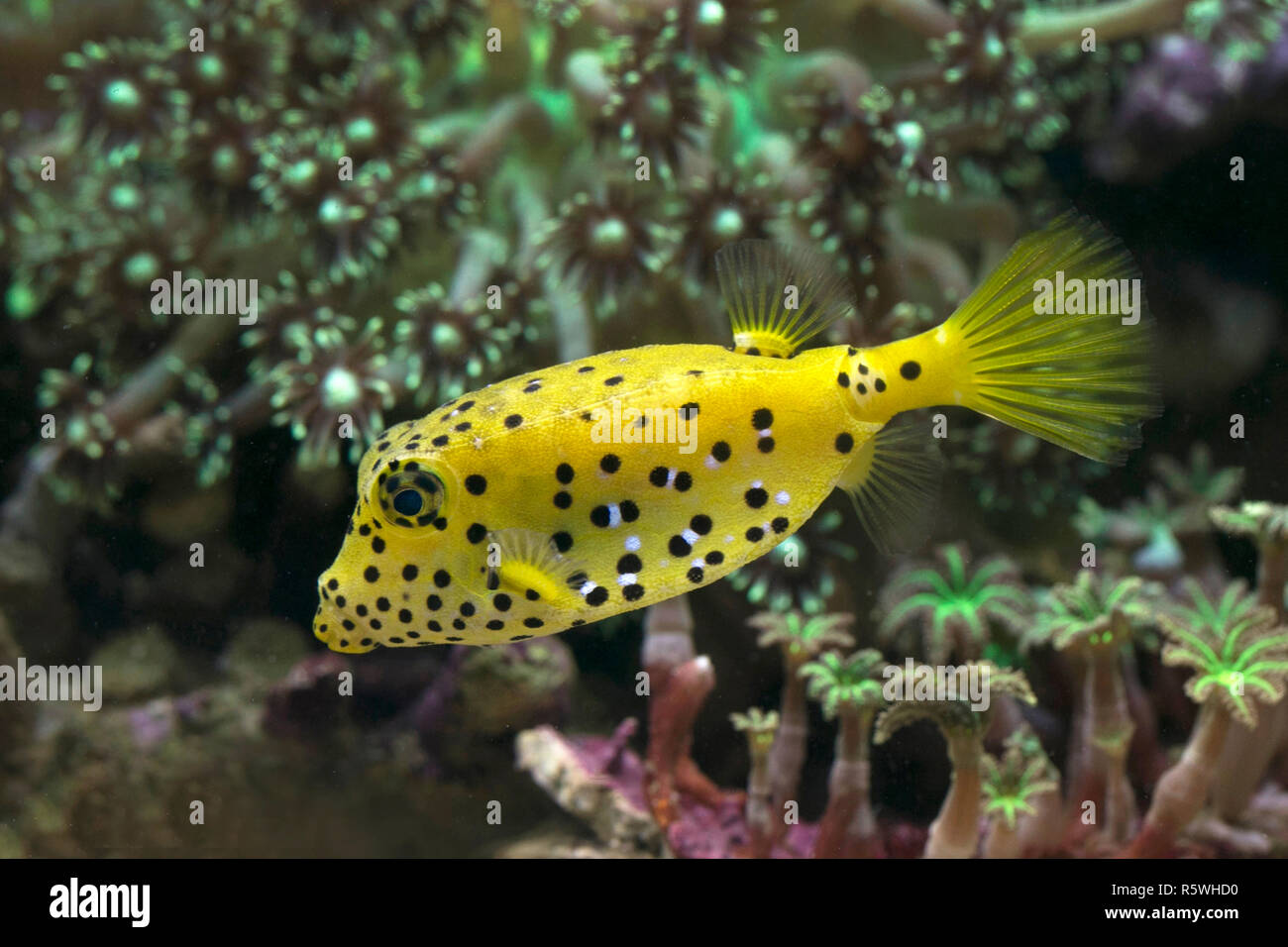 Pufferfish swimming underwater, Indonesia Stock Photo - Alamy