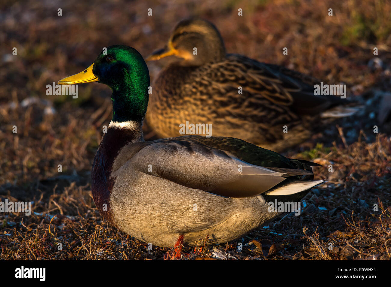 Side view of a mallard duck hi-res stock photography and images - Alamy