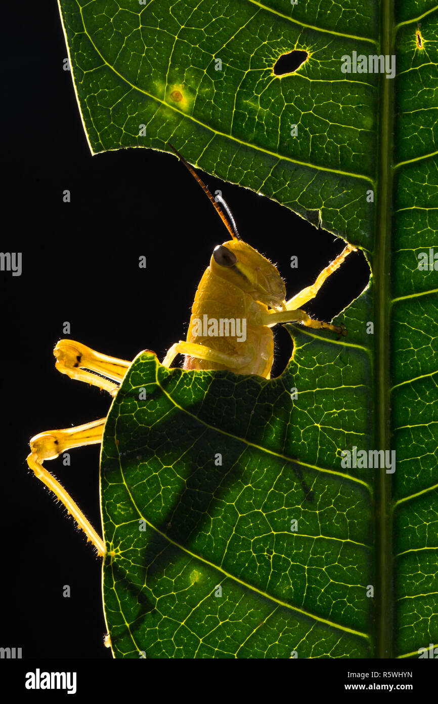 Close-up of a grasshopper eating a leaf, Indonesia Stock Photo - Alamy