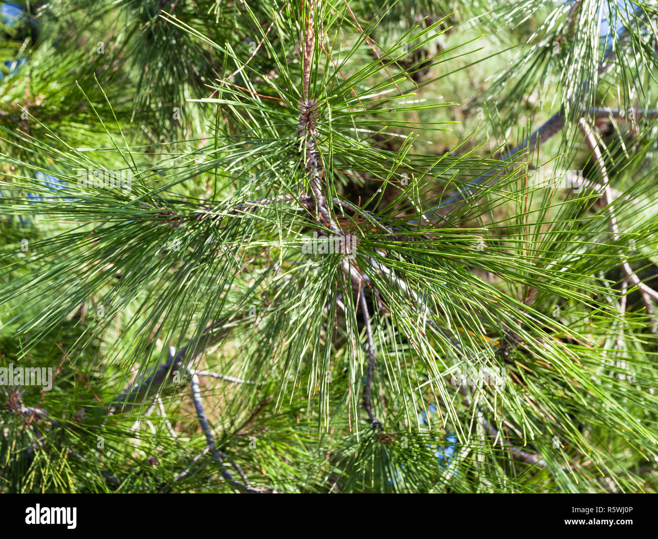 foliage of Crimean Pine (Pinus Nigra Pallasiana Stock Photo - Alamy