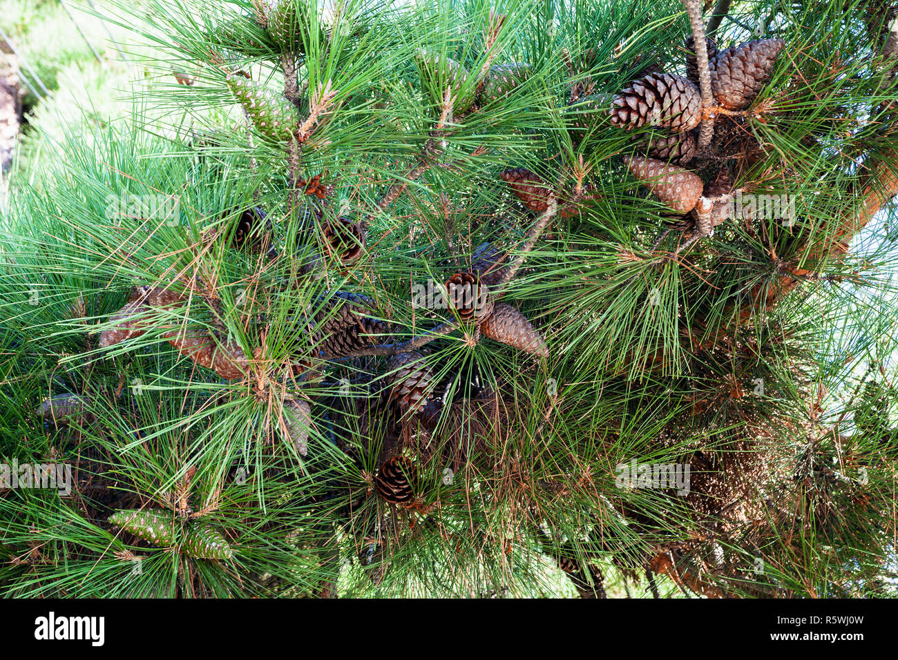Pinus nigra crimean pine pallasiana hi-res stock photography and images ...