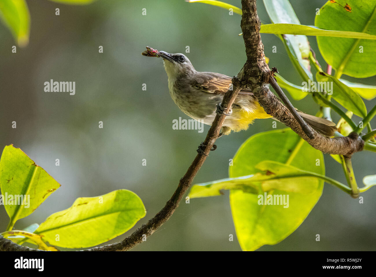 Bird sitting in a tree eating an insect, Indonesia Stock Photo - Alamy