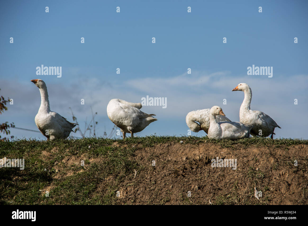 Cackle hi-res stock photography and images - Alamy