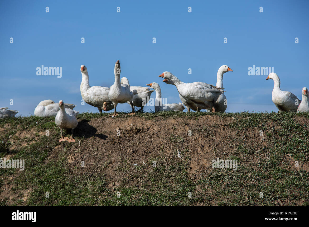 Cackle hi-res stock photography and images - Alamy