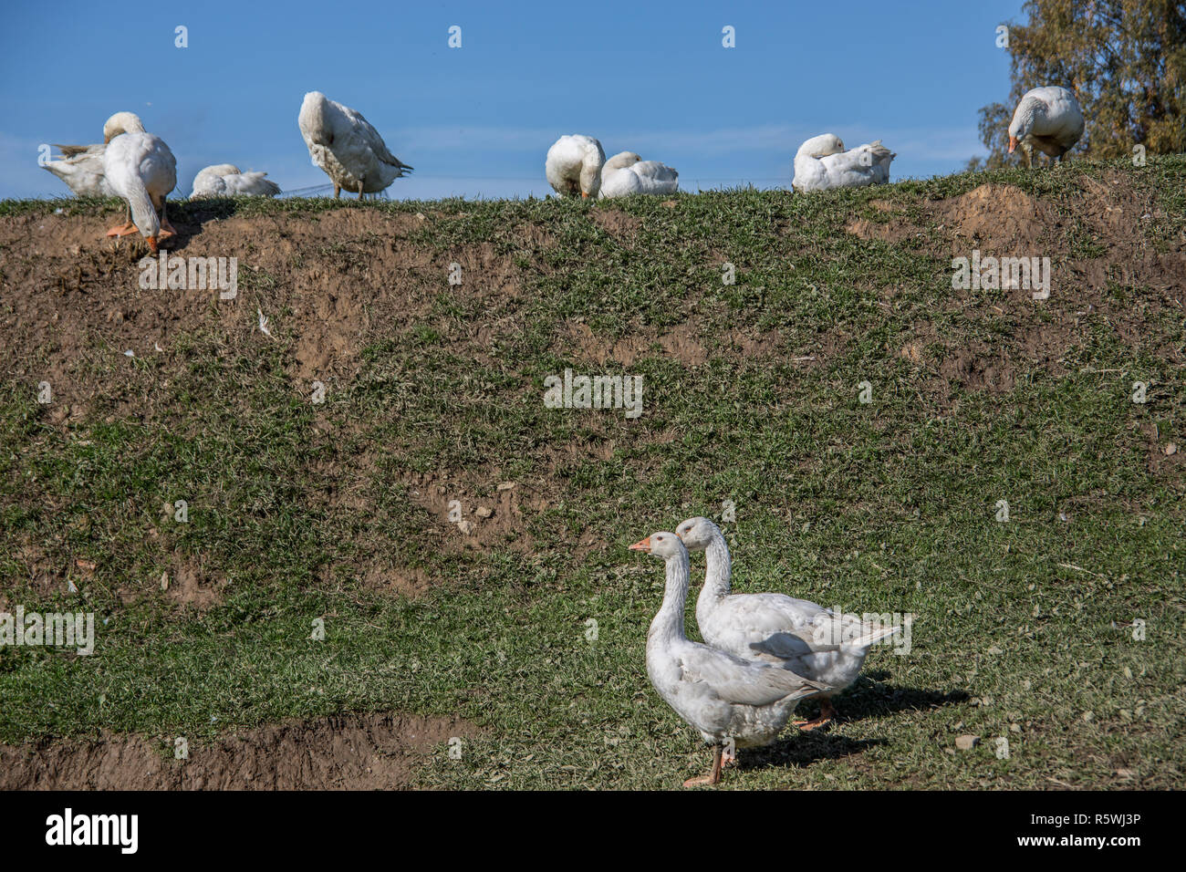 Cackle hi-res stock photography and images - Alamy