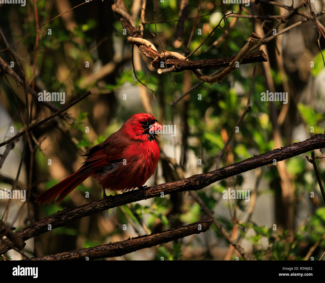 Cardinal on limb hi-res stock photography and images - Alamy