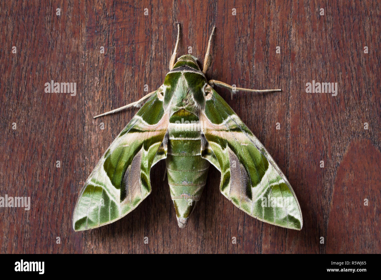 Oleander hawk moth hi-res stock photography and images - Alamy