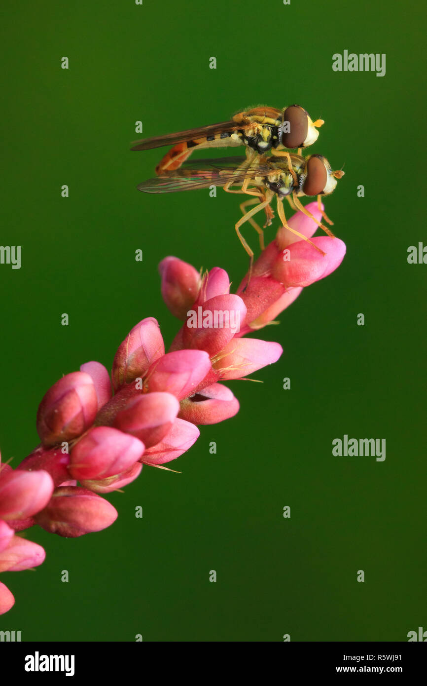 Mating flies on a purple blooming plant with green background Stock ...