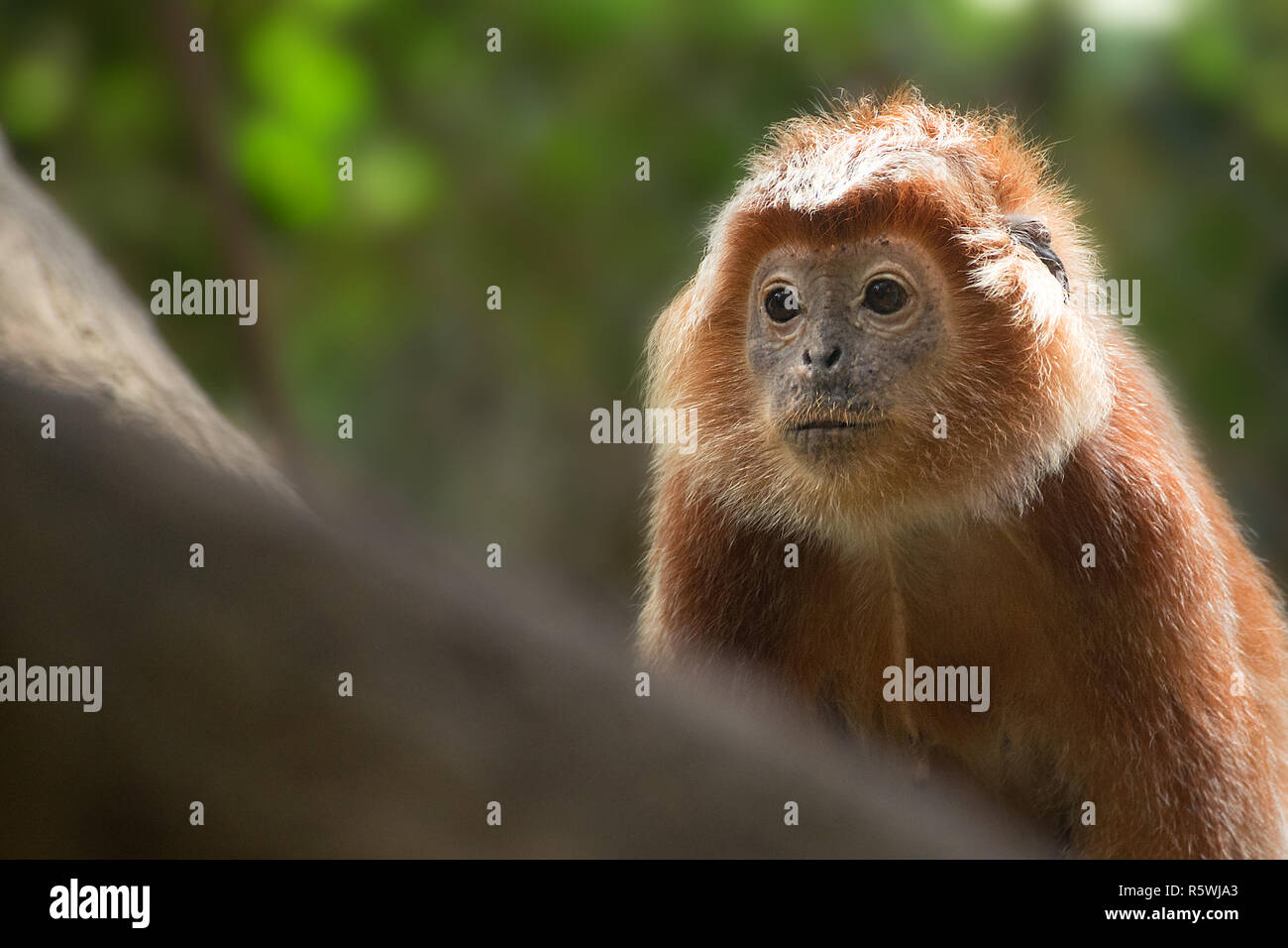 Lutung trachypithecus auratus hi-res stock photography and images - Alamy