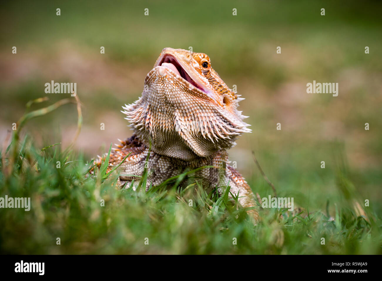 Bearded dragon in the grass, Indonesia Stock Photo - Alamy