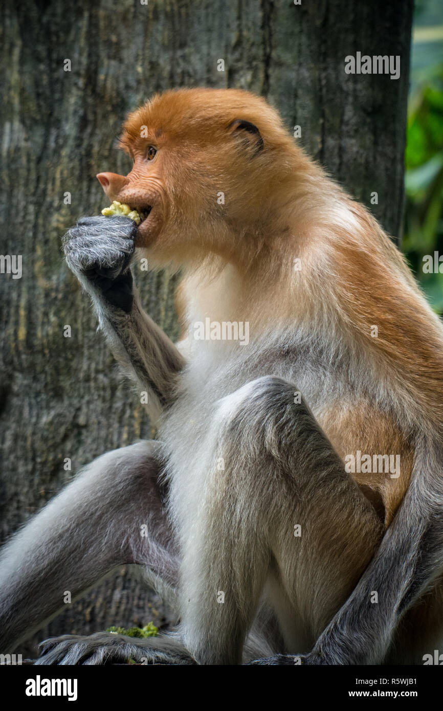 Proboscis monkey portrait hi-res stock photography and images - Alamy