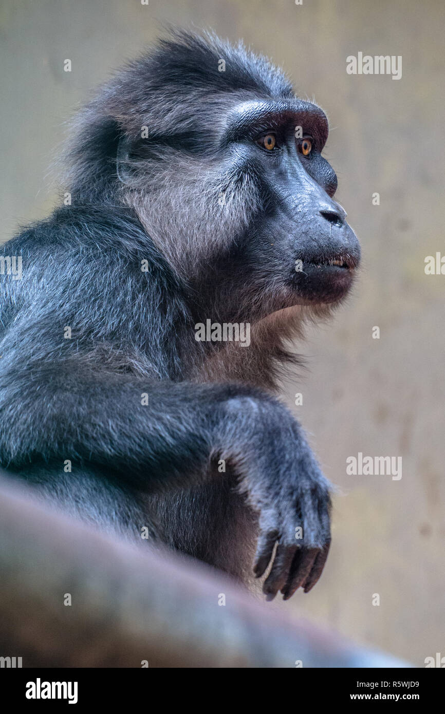 Tonkean macaque hi-res stock photography and images - Alamy