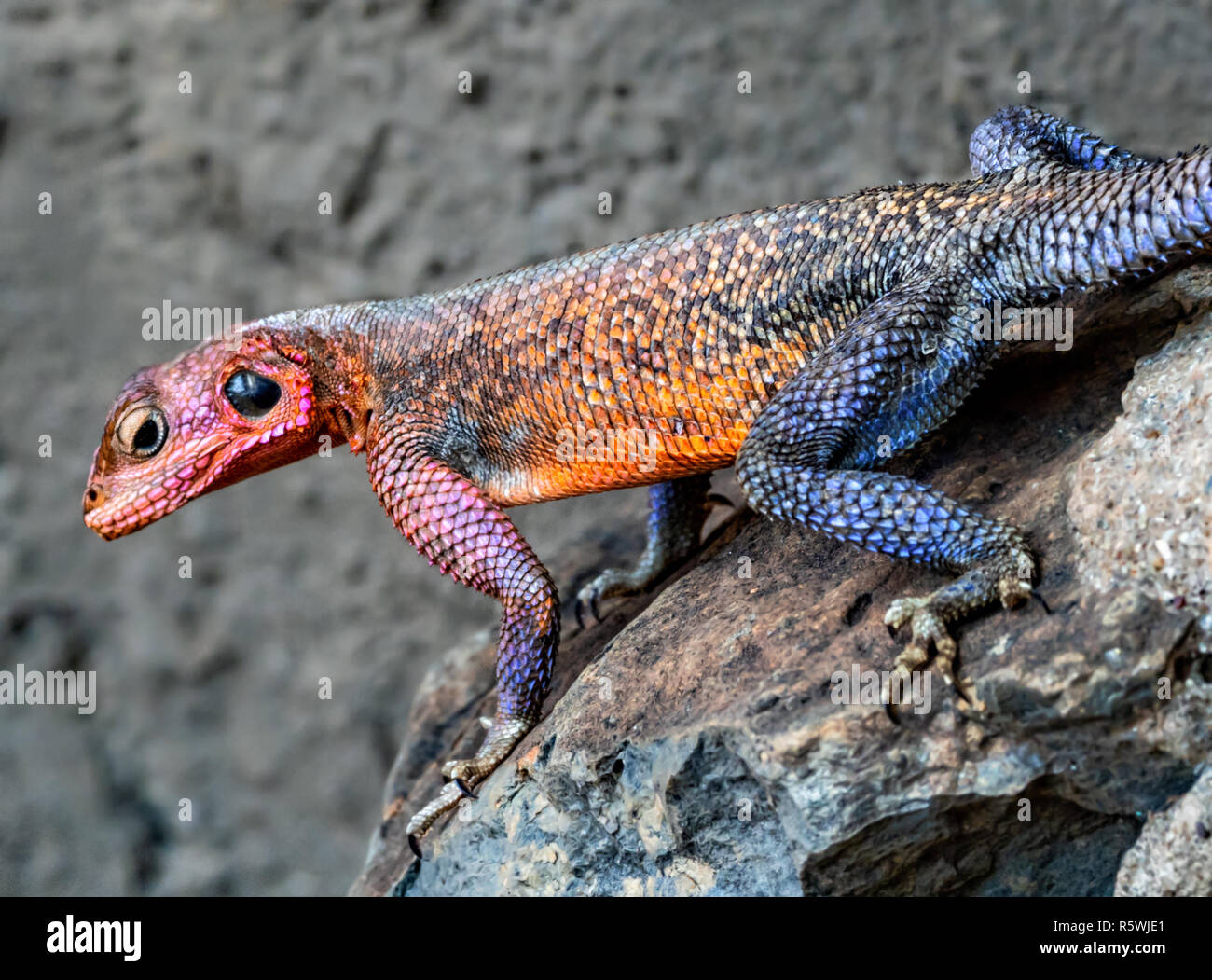 Agama lizard on a rock, Kenya Stock Photo - Alamy