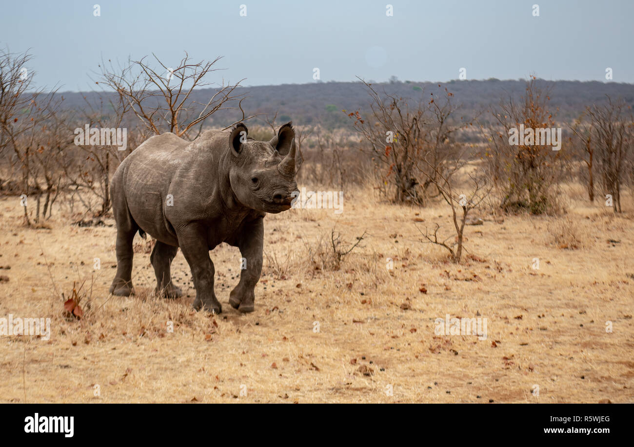 White rhino front view hi-res stock photography and images - Alamy