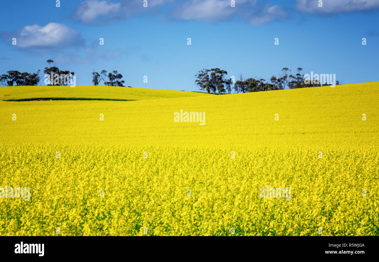 Canola field australia hi-res stock photography and images - Alamy
