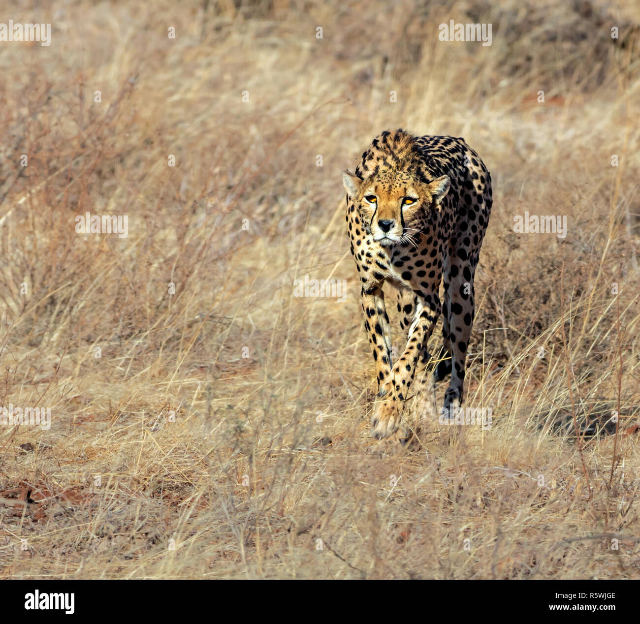 Female cheetah stalking her prey, Kenya Stock Photo - Alamy