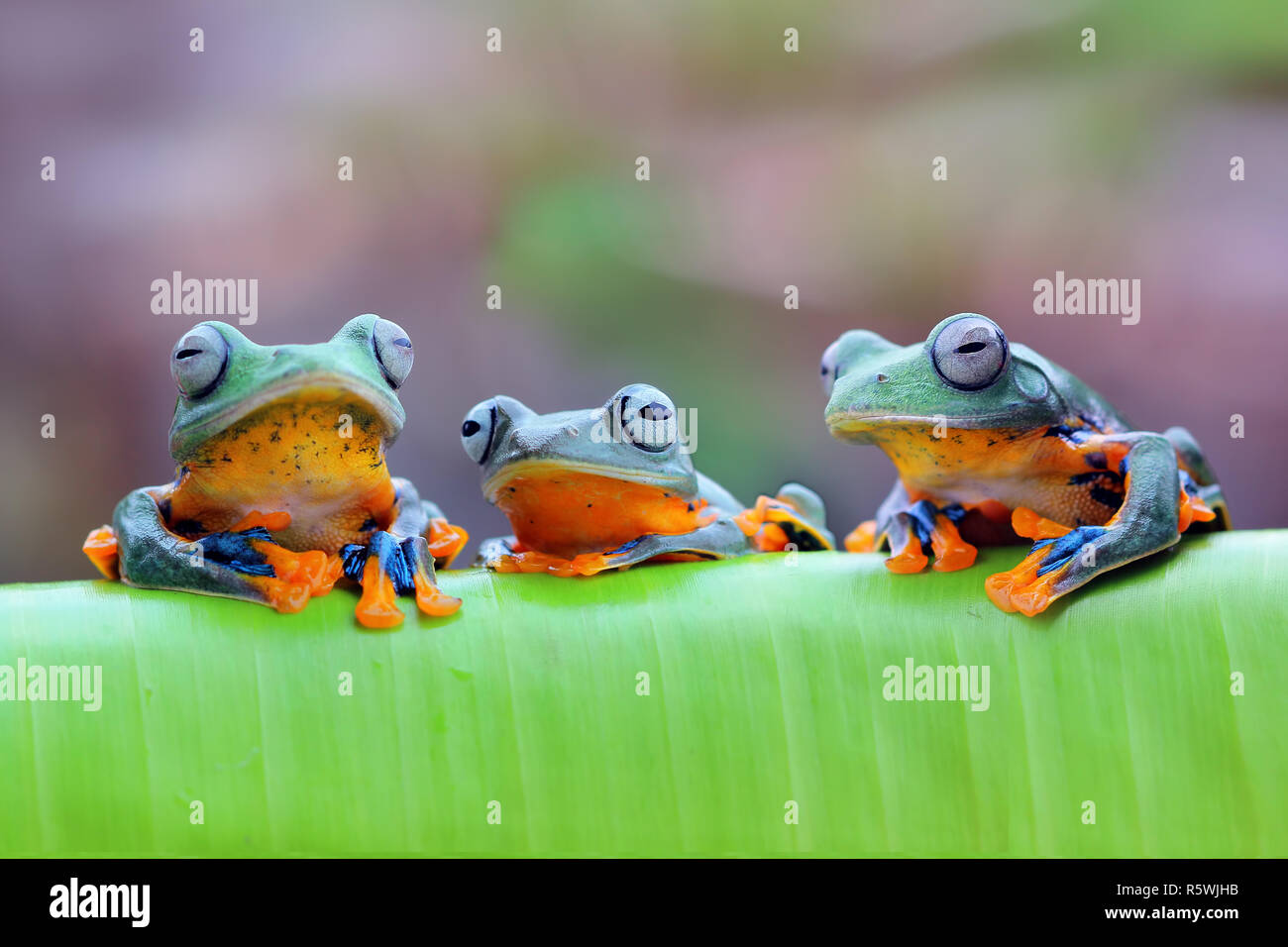 Three Javan tree frogs on a leaf, Indonesia Stock Photo - Alamy