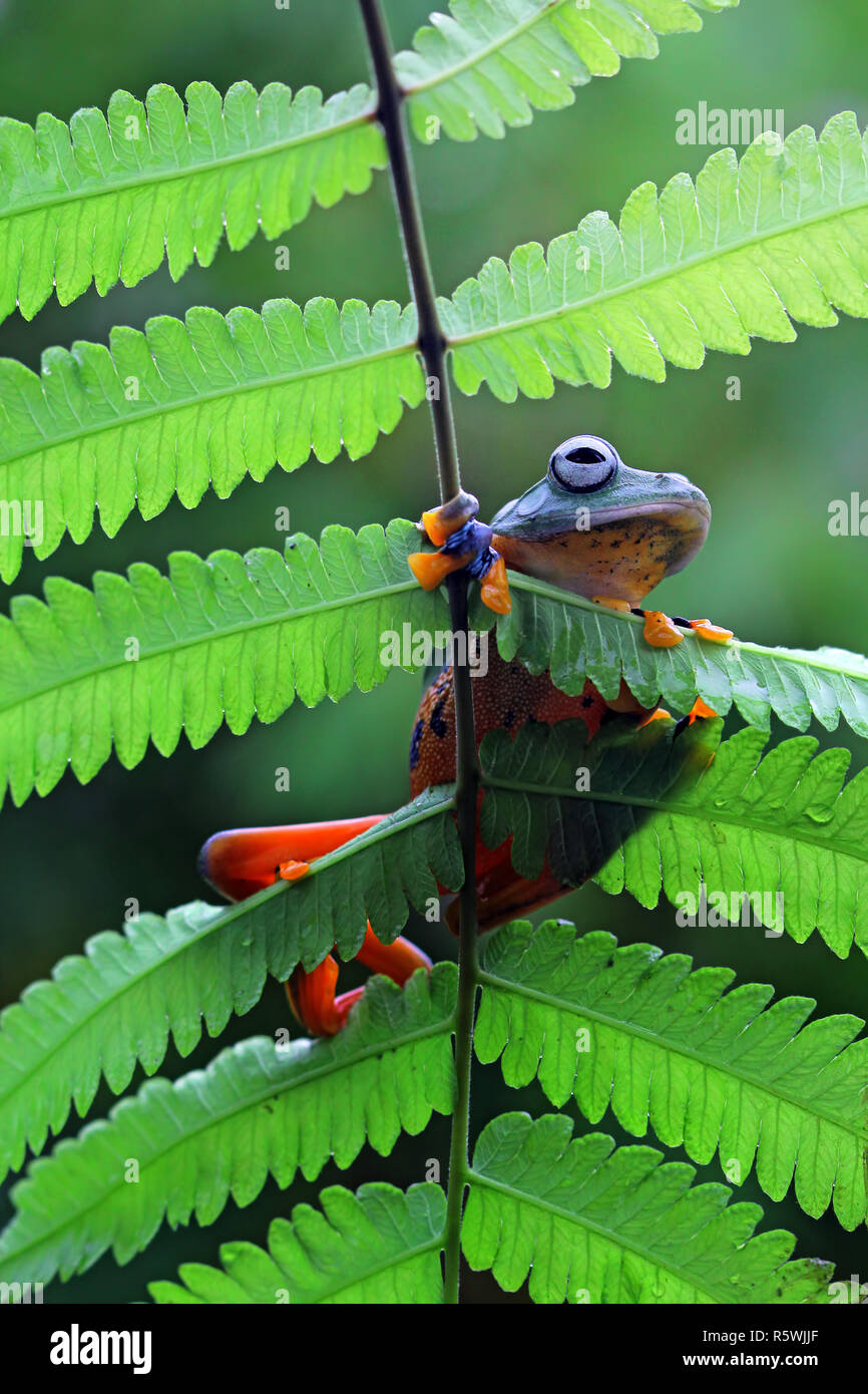 Javan tree frog on a plant, Indonesia Stock Photo - Alamy