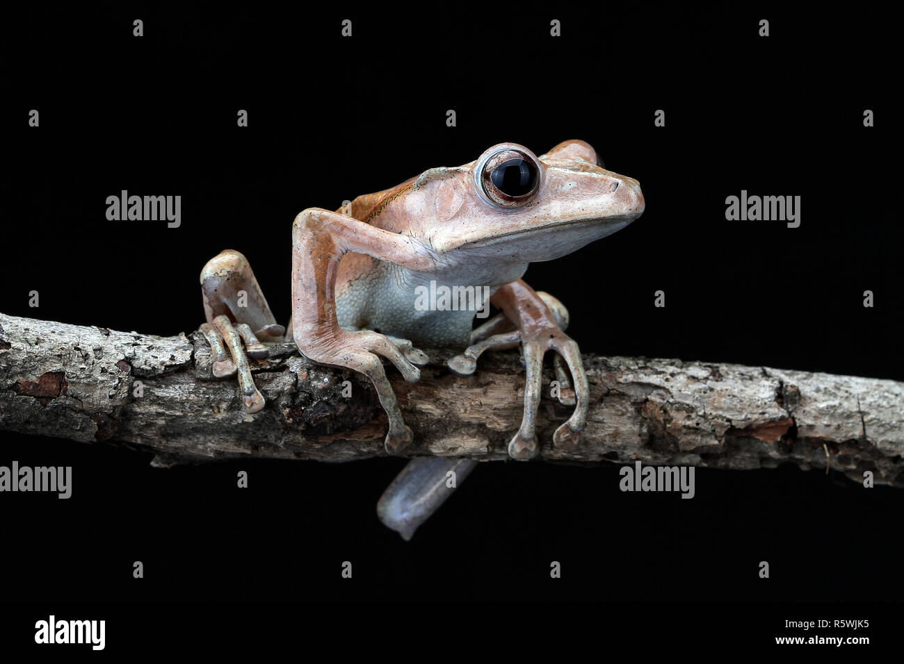 Eared tree frog on branch, Indonesia Stock Photo - Alamy