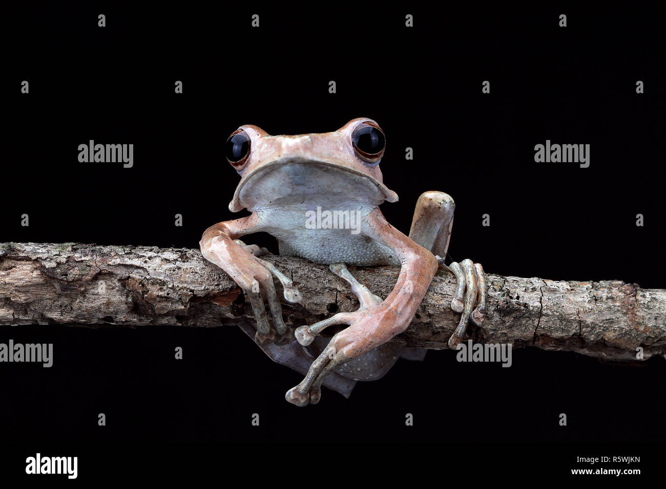 Black tree frog hi-res stock photography and images - Alamy