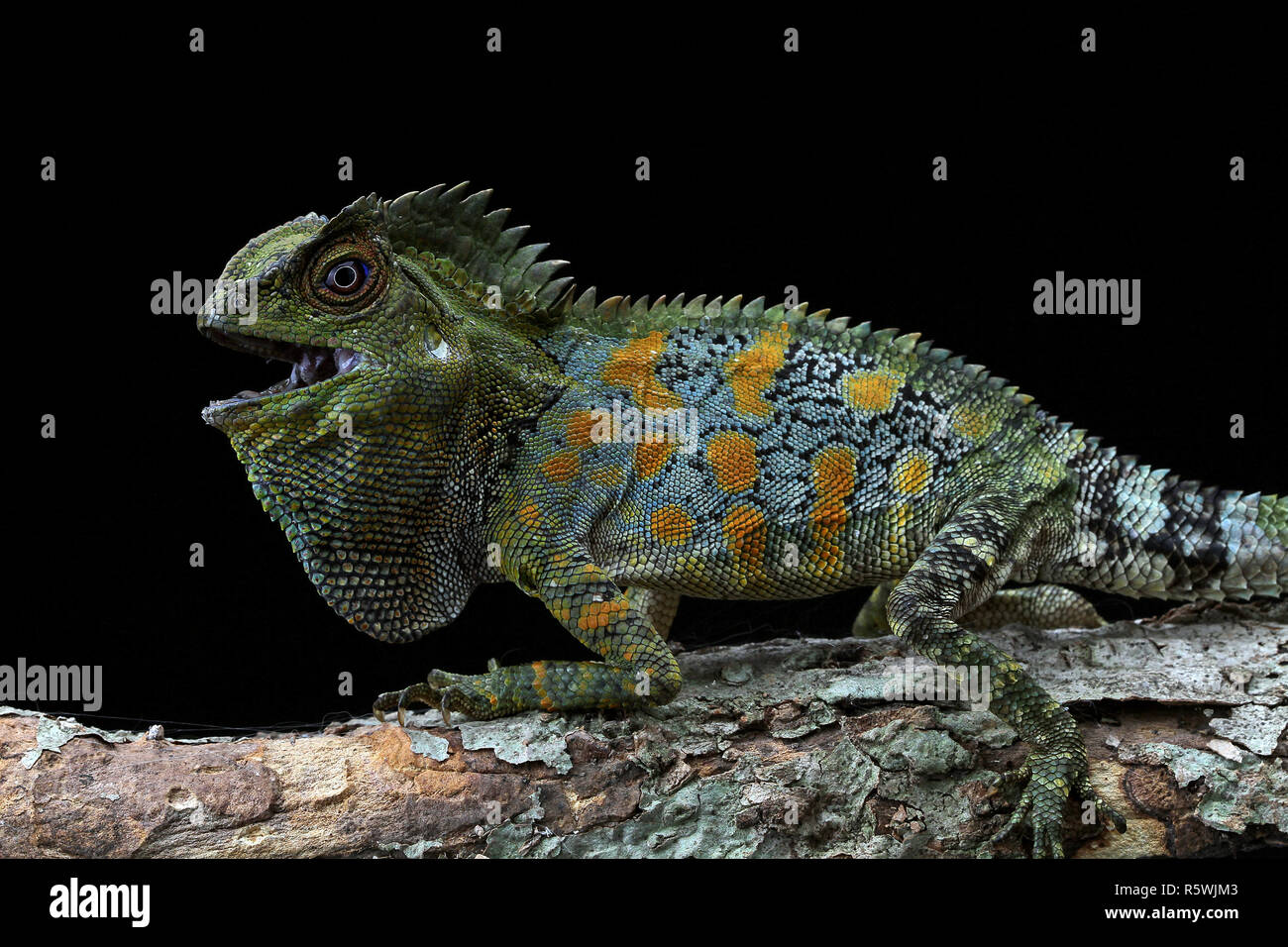 Angry dragon hi-res stock photography and images - Alamy