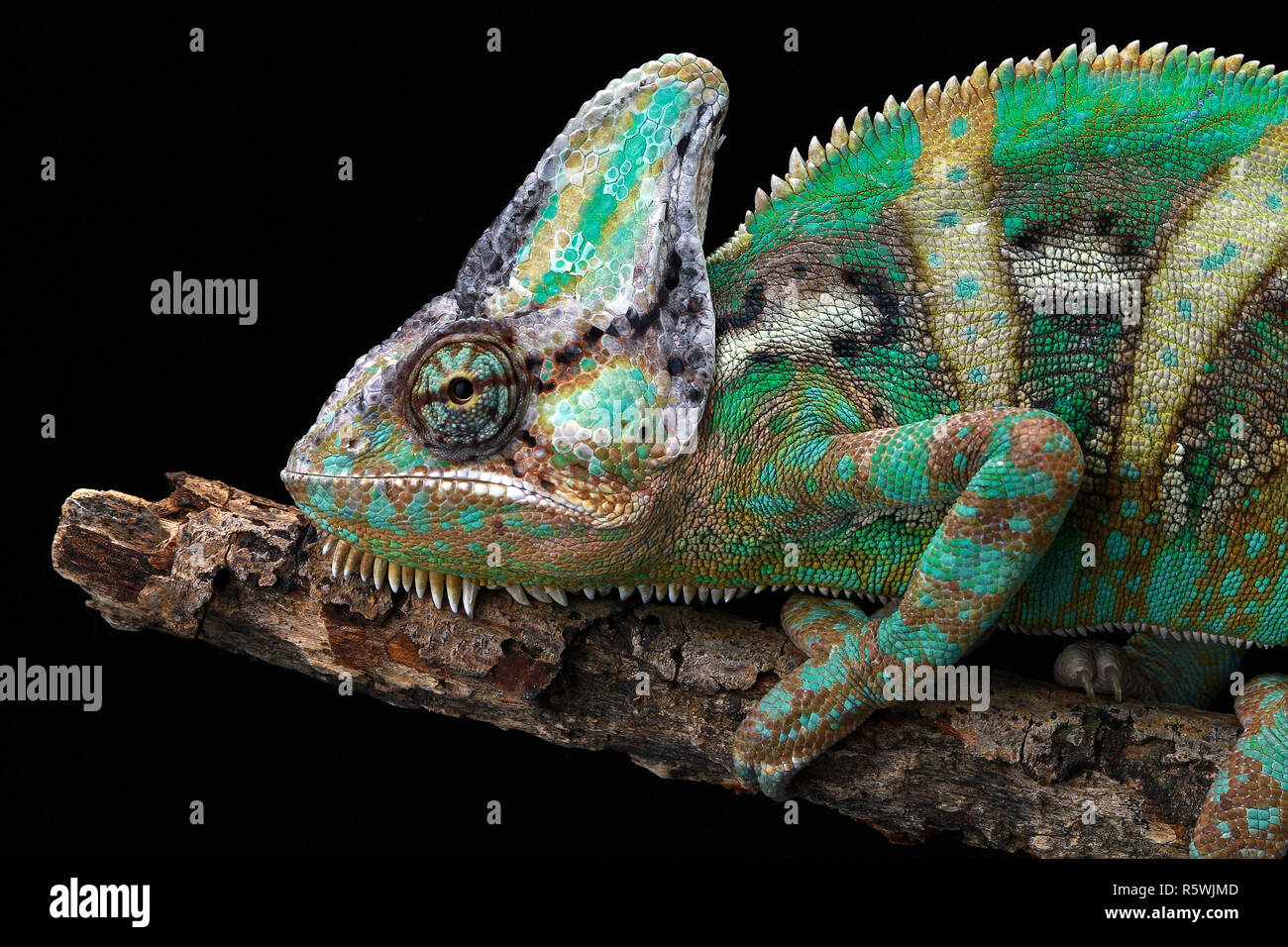Chameleon on people hi-res stock photography and images - Alamy