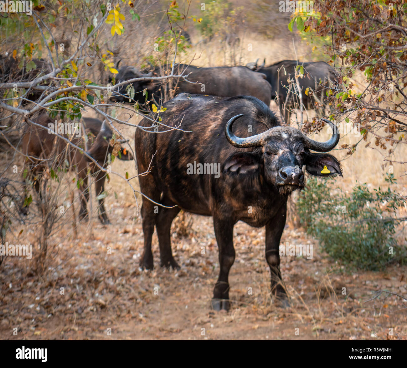 Bush animals hi-res stock photography and images - Alamy