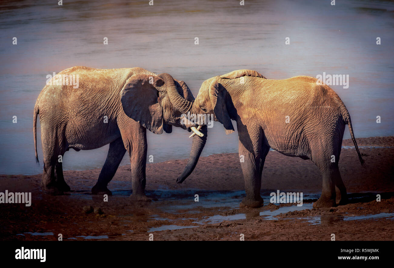 Tussling hi-res stock photography and images - Alamy